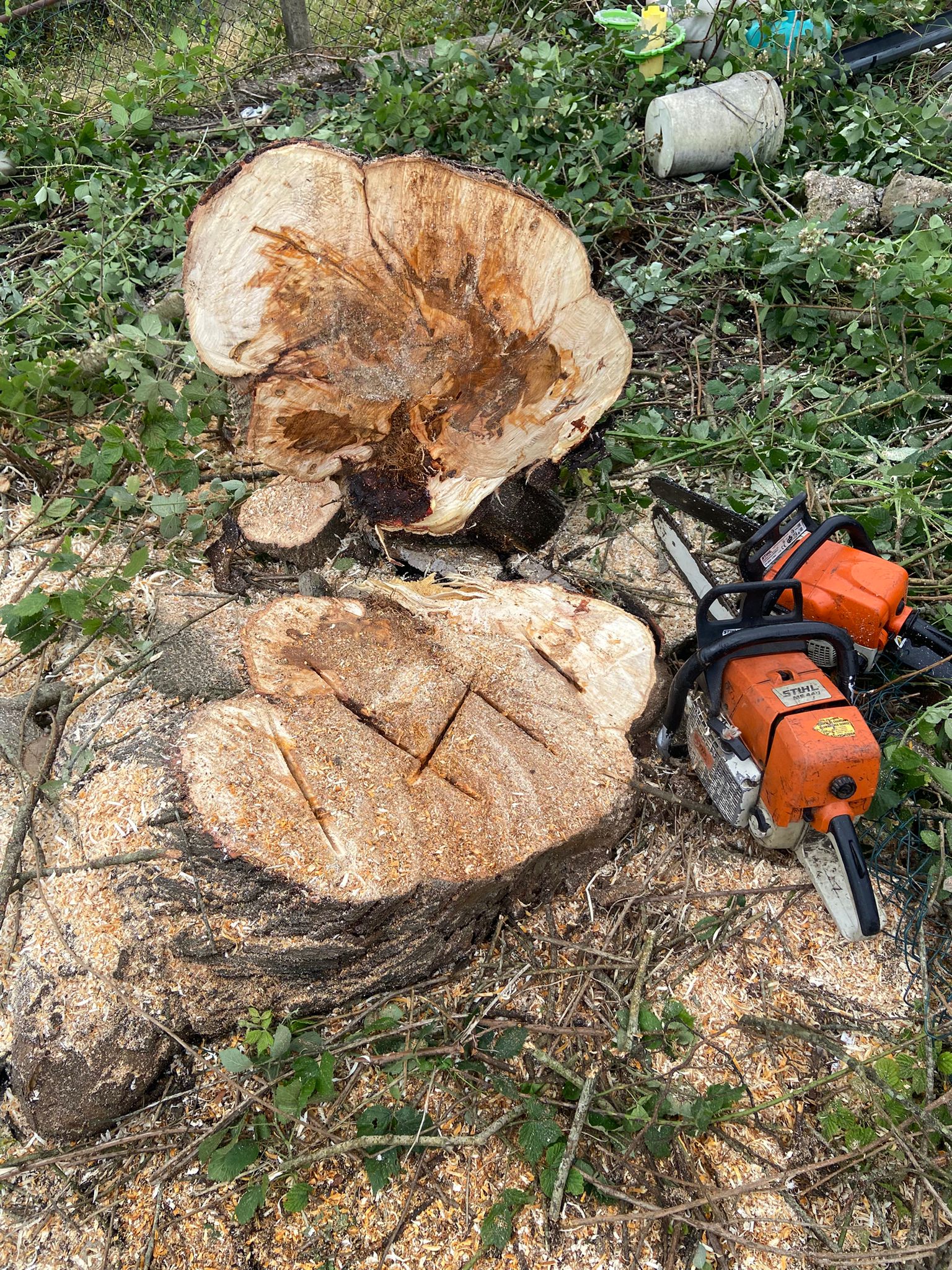 Tree Felling in Caerphilly | H J Tree Maintenance 🌳